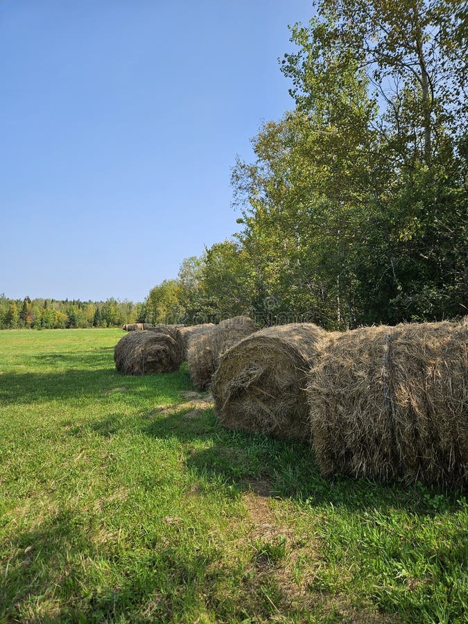Vertical of a Lush, Grassy Field with Hay Bales Stock Photo - Image of ...