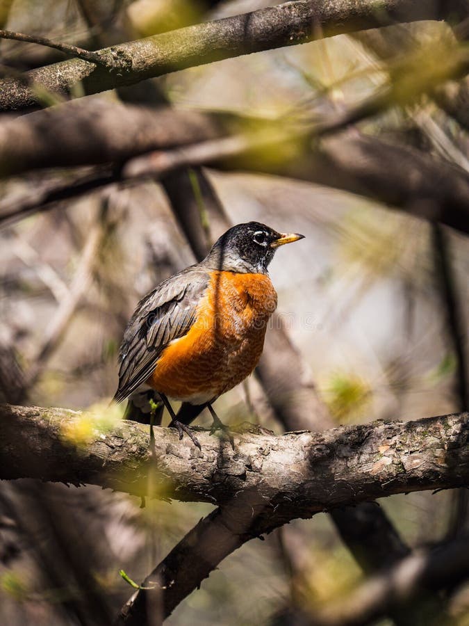 Vertical Macro of an American Robin on a Tree Branch Stock Image ...