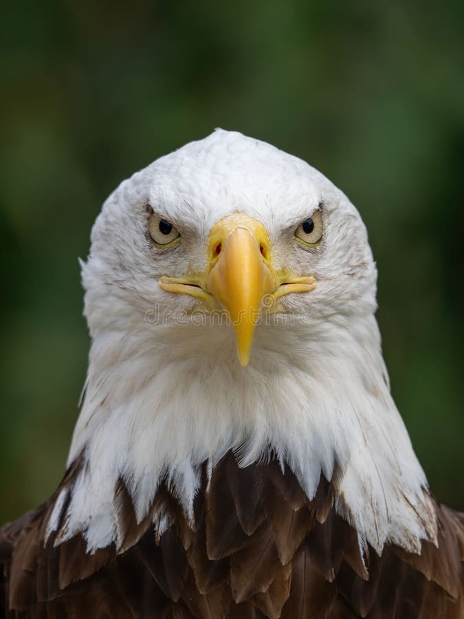 Vertical Macro of a Bald Eagle Looking Angry Stock Image - Image of ...