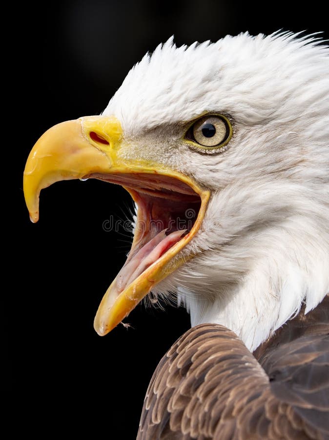 Vertical Macro of a Bald Eagle Looking Angry Stock Image - Image of ...