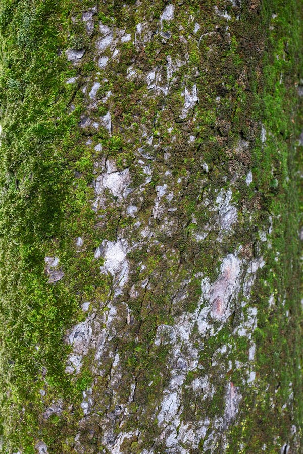 Vertical Macro of Chestnut Tree Bark with Rough Texture, Green Moss ...
