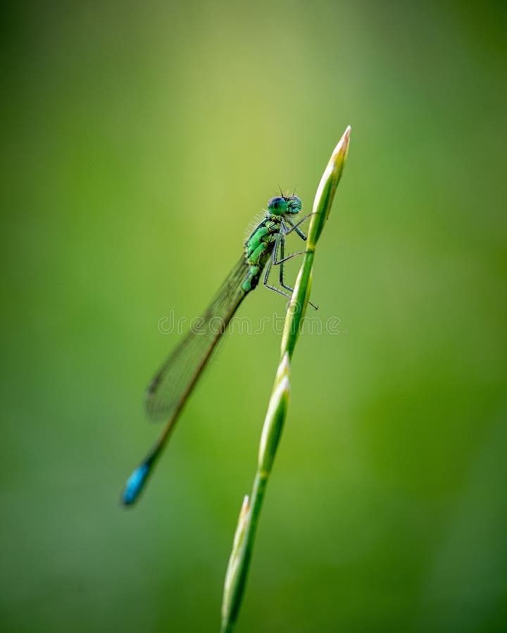 Vertical Macro of a Dragonfly Standing on a Grass with Its Thin Legs ...