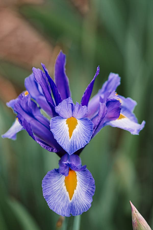 Vertical ,macro , Dutch Iris, Flower ,bulb, Greenery Stock Photo ...