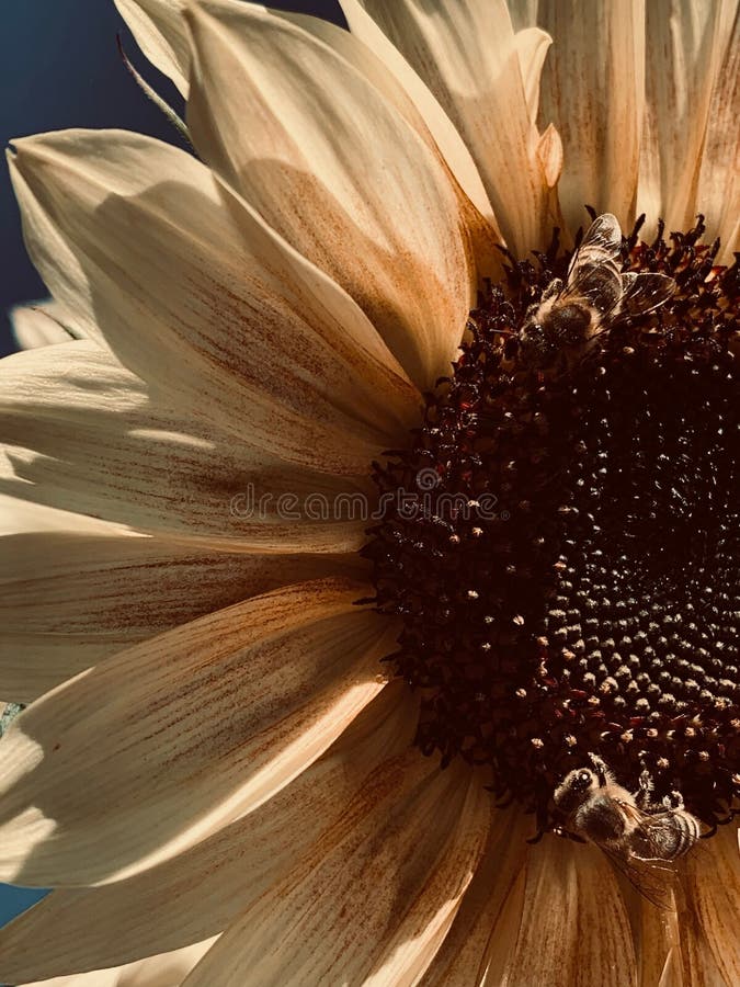 Vertical Macro of Honey Bees Pollinating on Sunflower Stock Photo ...