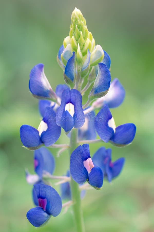 Vertical Macro Image of a Texas Bluebonnet Stock Photo - Image of ...