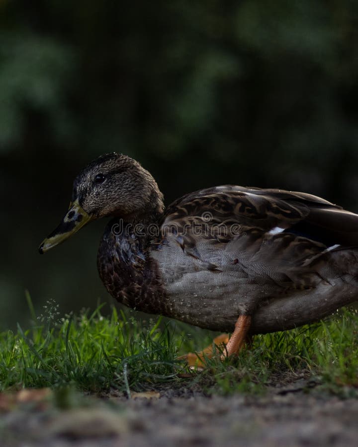 Vertical Macro Profile View of a Mallard Duck Perching on the Grass ...