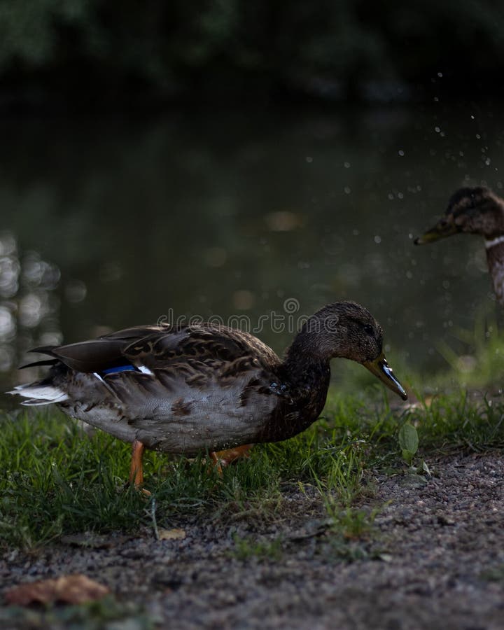 Vertical Macro Profile View of a Mallard Duck Perching on the Grass at ...