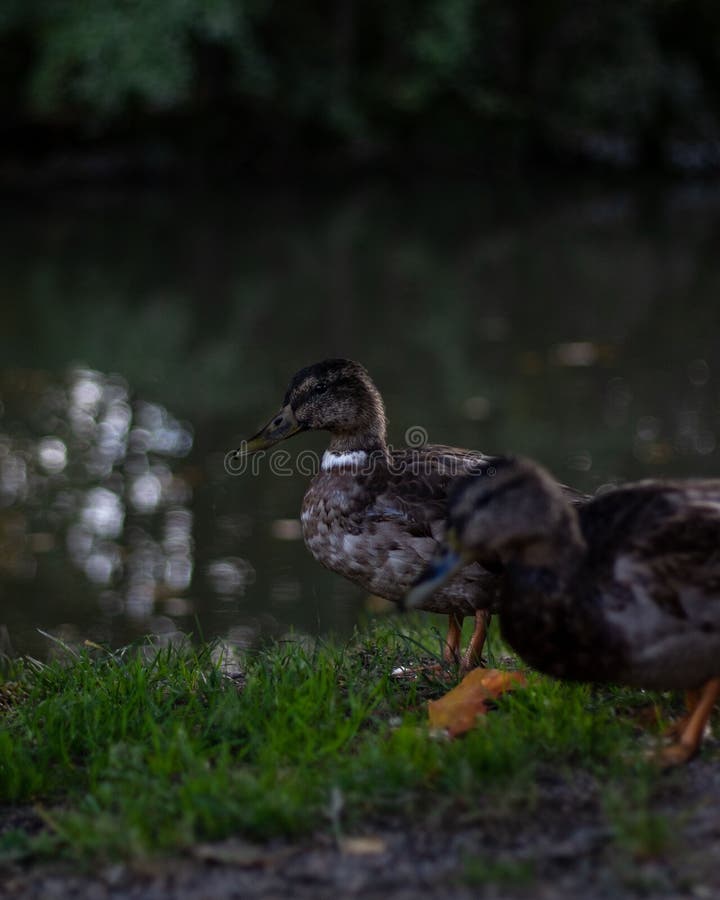 Vertical Macro Profile View of Mallard Ducks Perching on the Grass at a ...