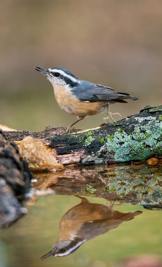 Vertical Macro of a Red-breasted Nuthatch Reflected on the Water Stock ...