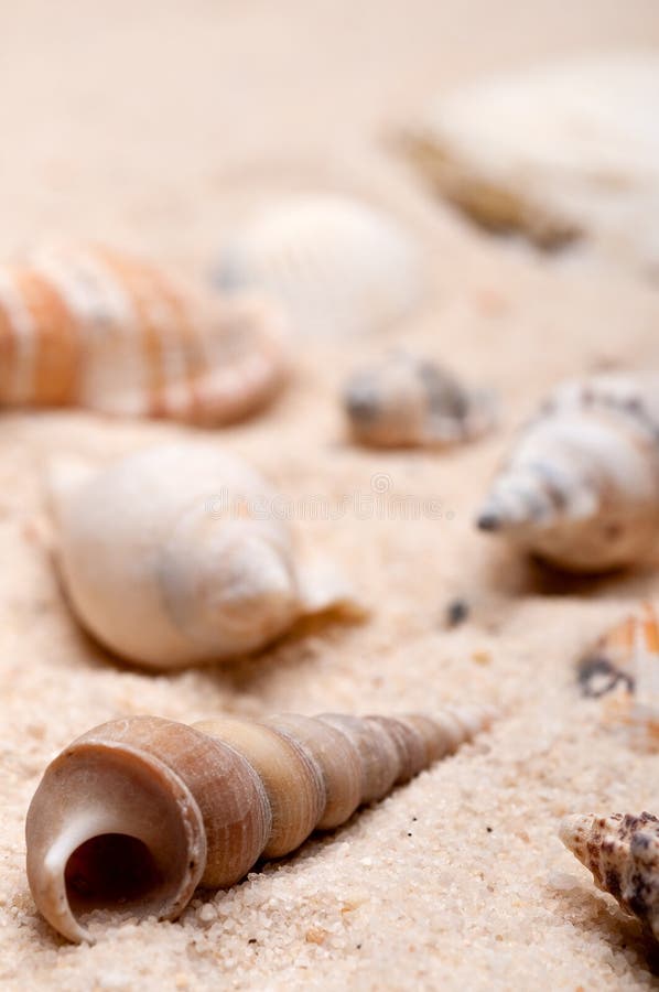 Vertical Macro of Seashells on Sand Stock Photo - Image of coastal ...