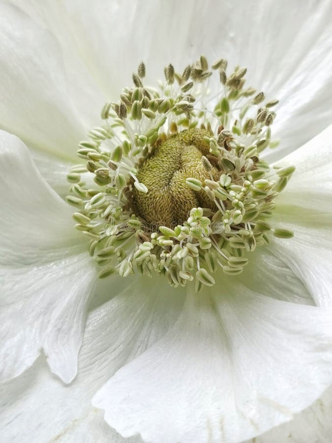 Vertical Macro of the Sepals of a White Poppy Stock Image - Image of ...