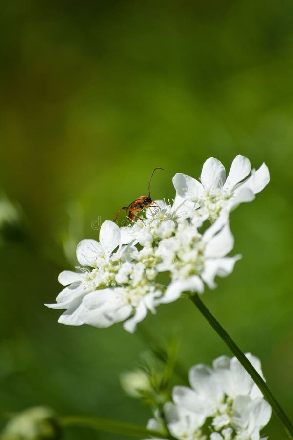 Vertical Macro Shot of an Alosterna Tabacicolor on the Flowers of a ...