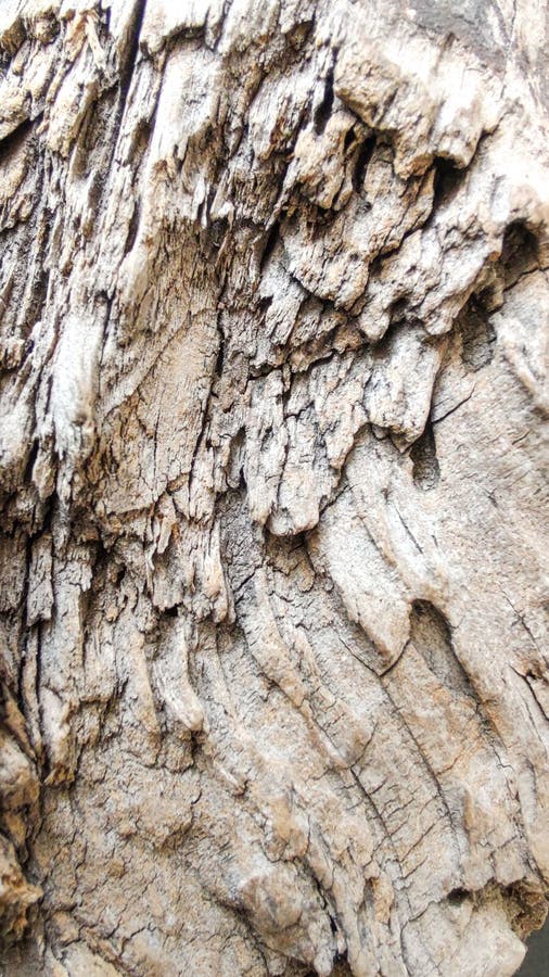 Vertical Macro Shot of the Bark of an Old Tree with Multiple Layers ...