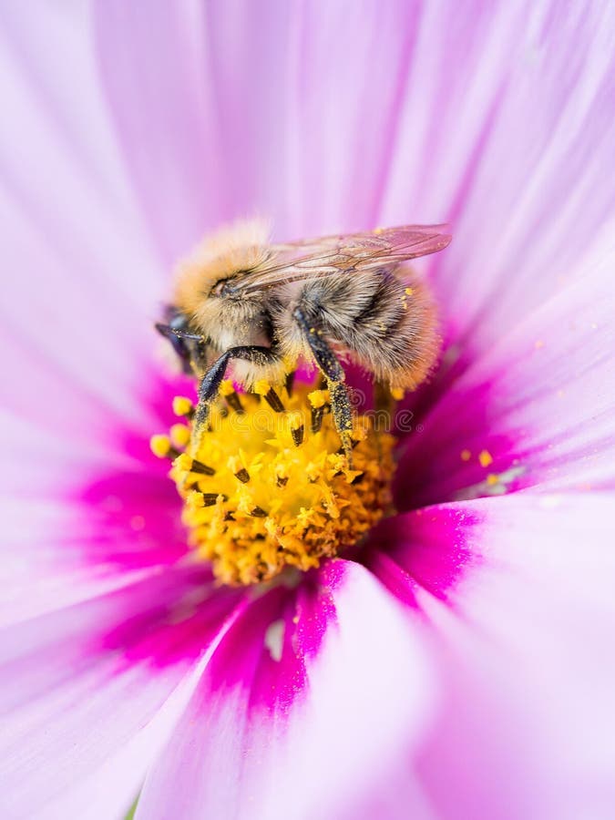 Vertical Macro Shot of a Bee Covered in Pollen in a Pink Flower Stock ...