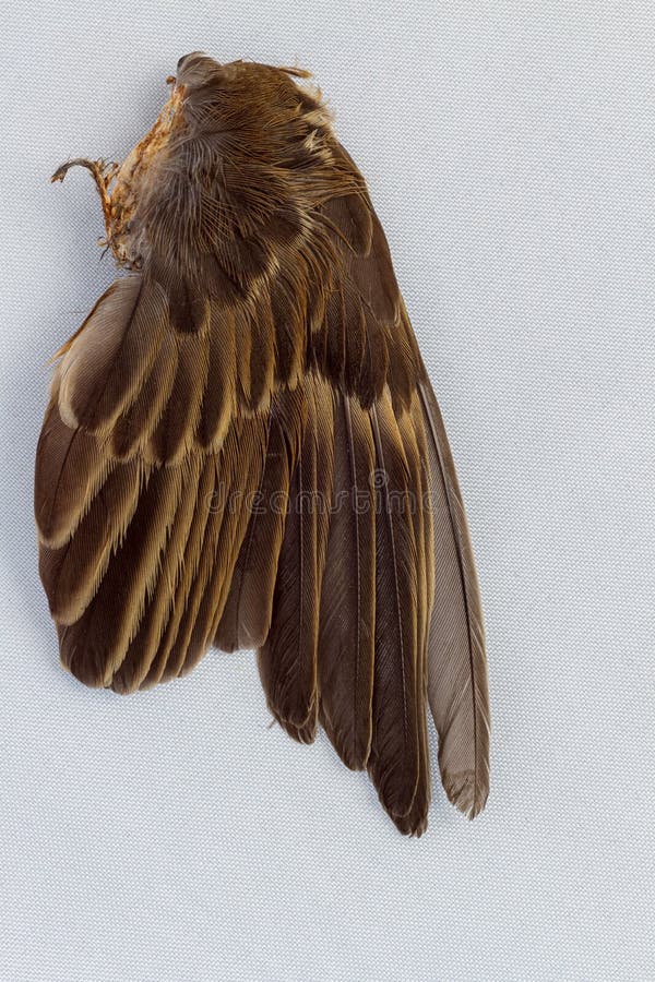 Vertical Macro Shot of a Bird S Left Wing with Brown Feathers Stock ...