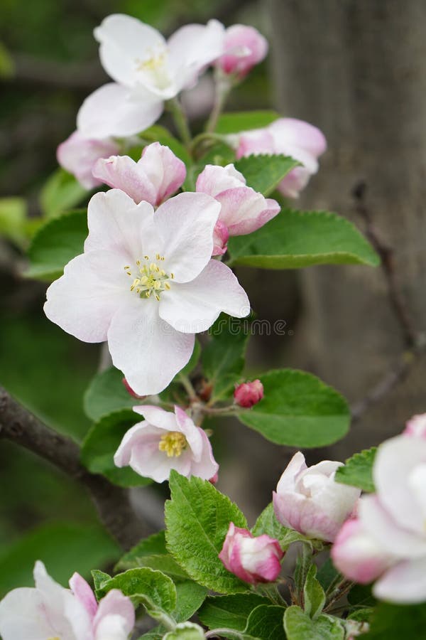 Vertical Macro Shot of Blooming in Spring Flowers Stock Photo - Image ...