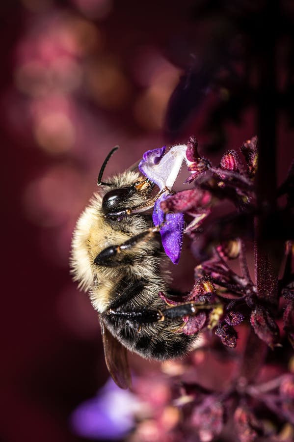 Vertical Macro Shot of a Bumblebee on a Plant Stock Photo - Image of ...