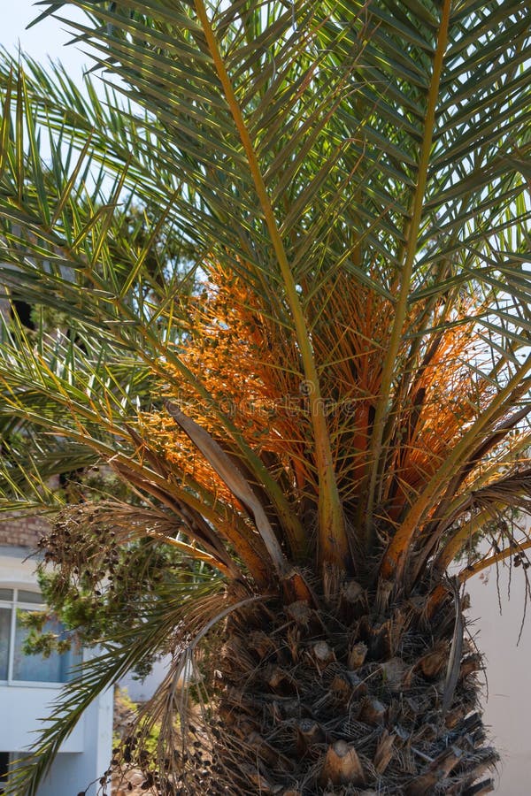 Vertical Macro Shot of a Date Palm Tree Growing Outdoors Stock Image ...