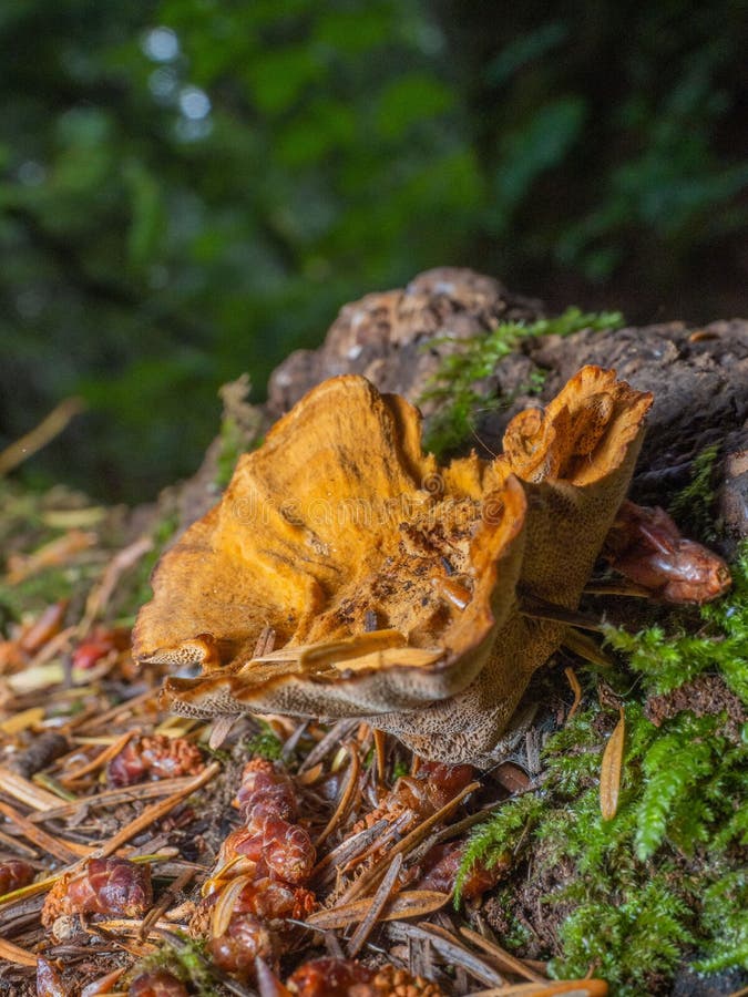 Vertical Macro Shot of False Turkey-tail Growing in a Forest Stock ...
