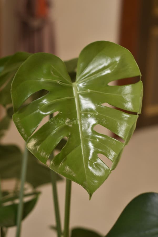Vertical Macro Shot of a Green Monstera Plant Leaf in a Room Stock ...