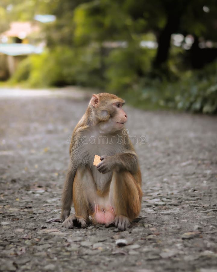 Vertical Macro Shot of the Indochinese Rhesus Macaque Sitting on the ...