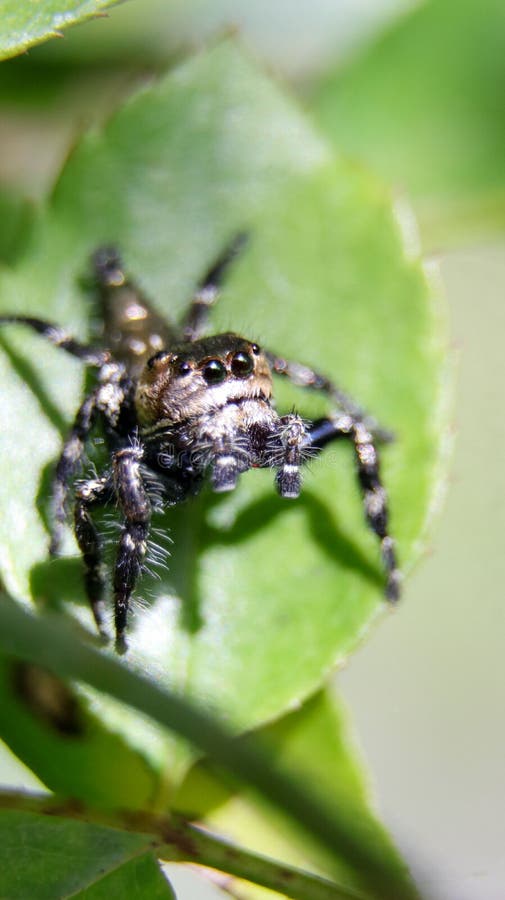 Vertical Macro Shot of a Jumping Spiders on a Green Leaf Stock Image ...