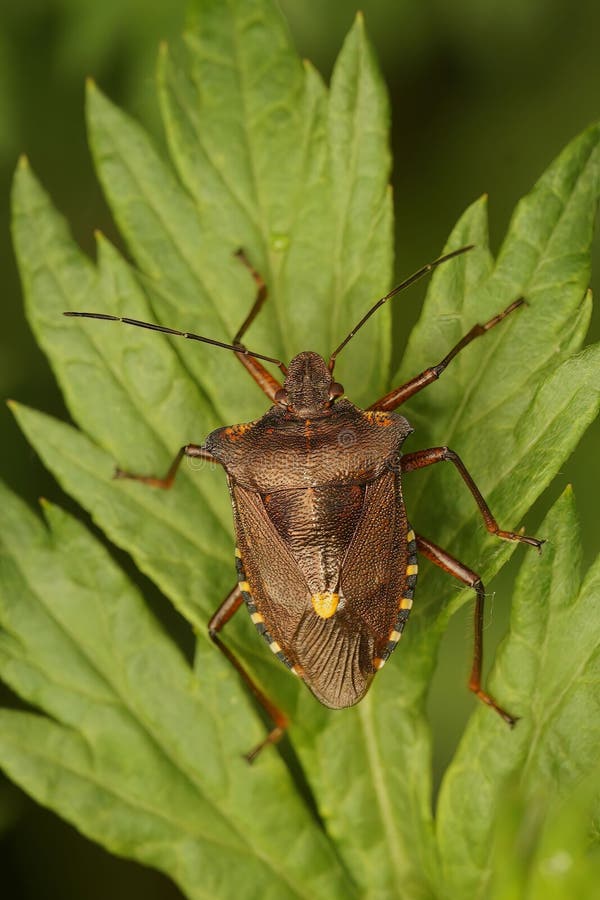 Vertical Macro Shot of Pentatoma Rufipes Shieldbug on a Leaf Stock ...