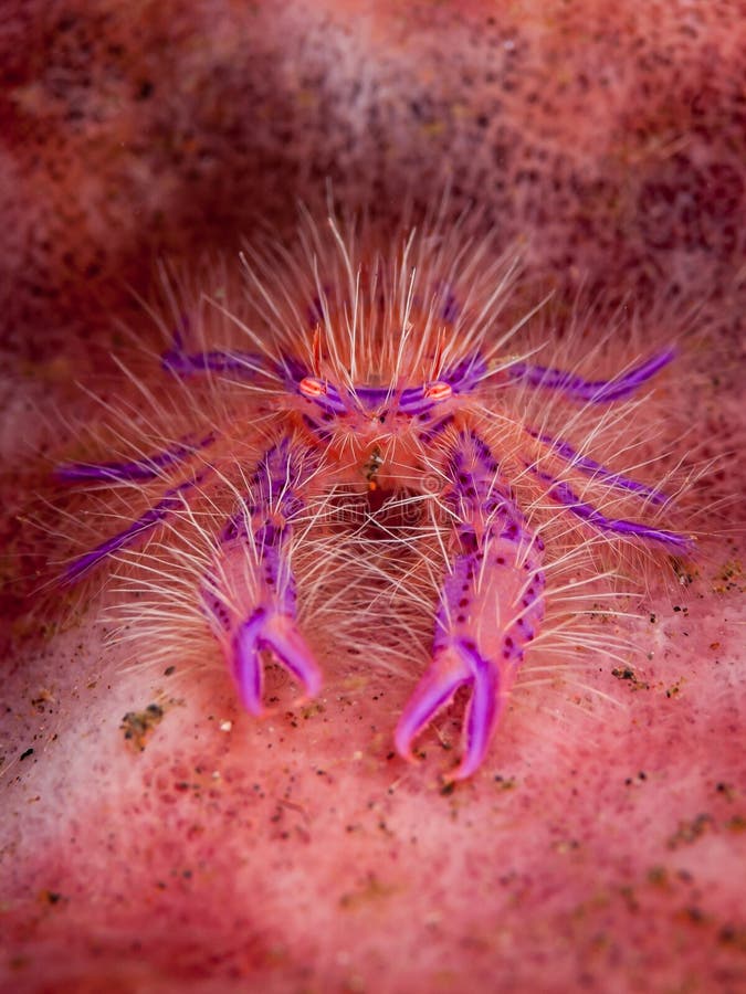 Purple crab apple stock photo. Image of green, crab - 215505134