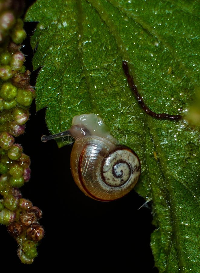 Snail (Helix Pomatia) Eats a Leaf Stock Photo - Image of hungry, helix ...