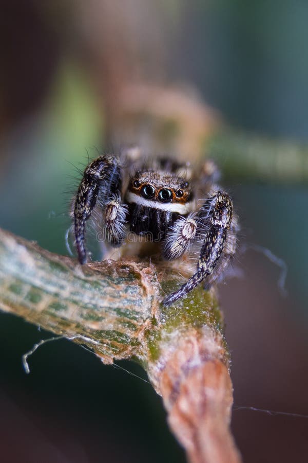 Vertical Macro Shot of a Spider on a Plant Outdoors Stock Photo - Image ...