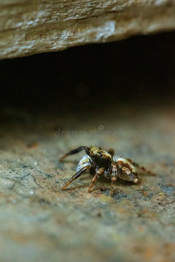 Vertical Macro Shot of a Spider on a Stone Stock Image - Image of ...