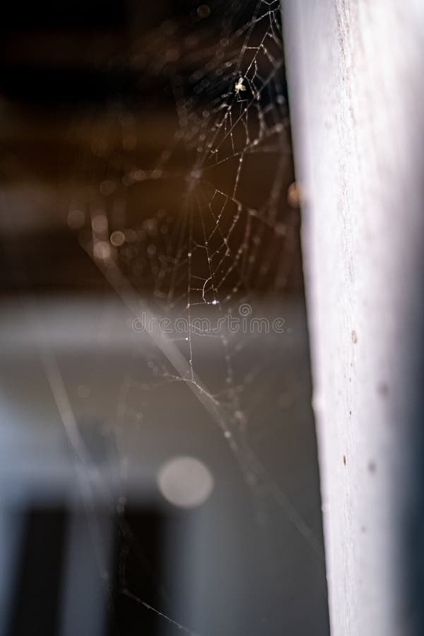 Vertical Macro Shot of a Spider Web Next To a White Wall Stock Photo ...
