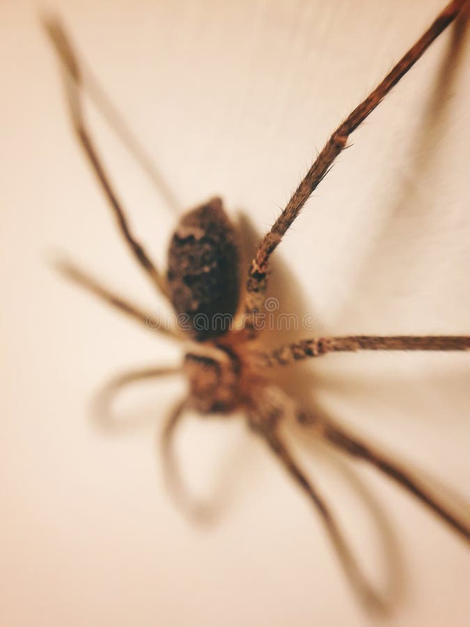 Vertical Macro Shot of a Spider on a White Wall Stock Photo - Image of ...
