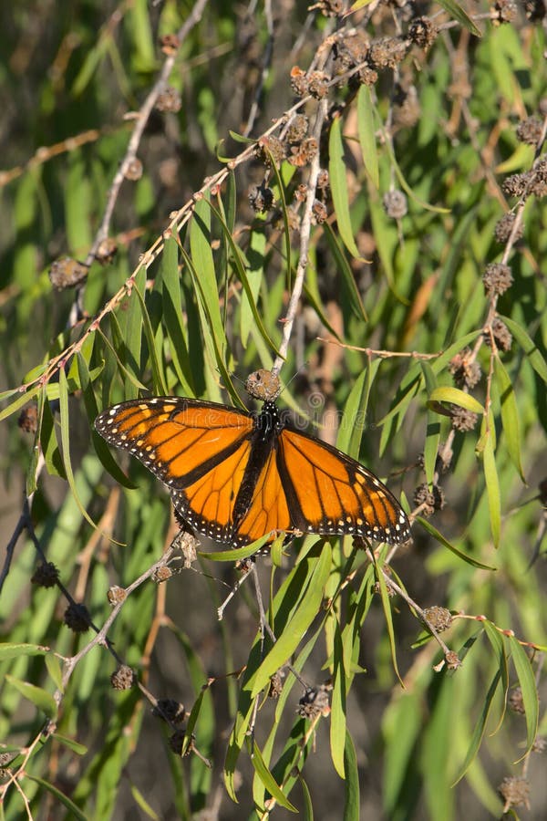 Vertical Macro Shot of a Tiger Butterfly on a Tree Branch in a Garden ...