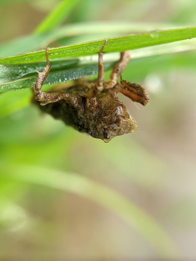Vertical Macro View of a Brown Planthopper on a Green Leaf Stock Photo ...