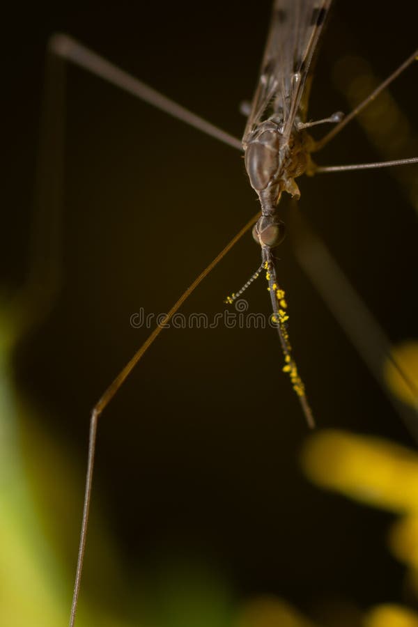 Vertical Macro View of the Front Profile of a Stilt Bug Feeding on ...