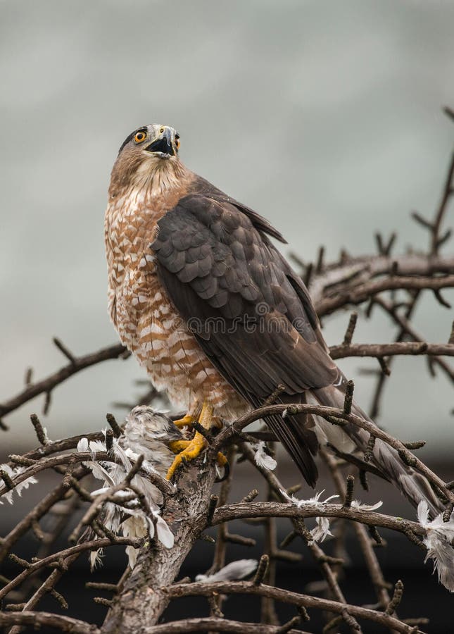 Vertical Macro View of a Hawk Perching on the Branch of a Tree before ...