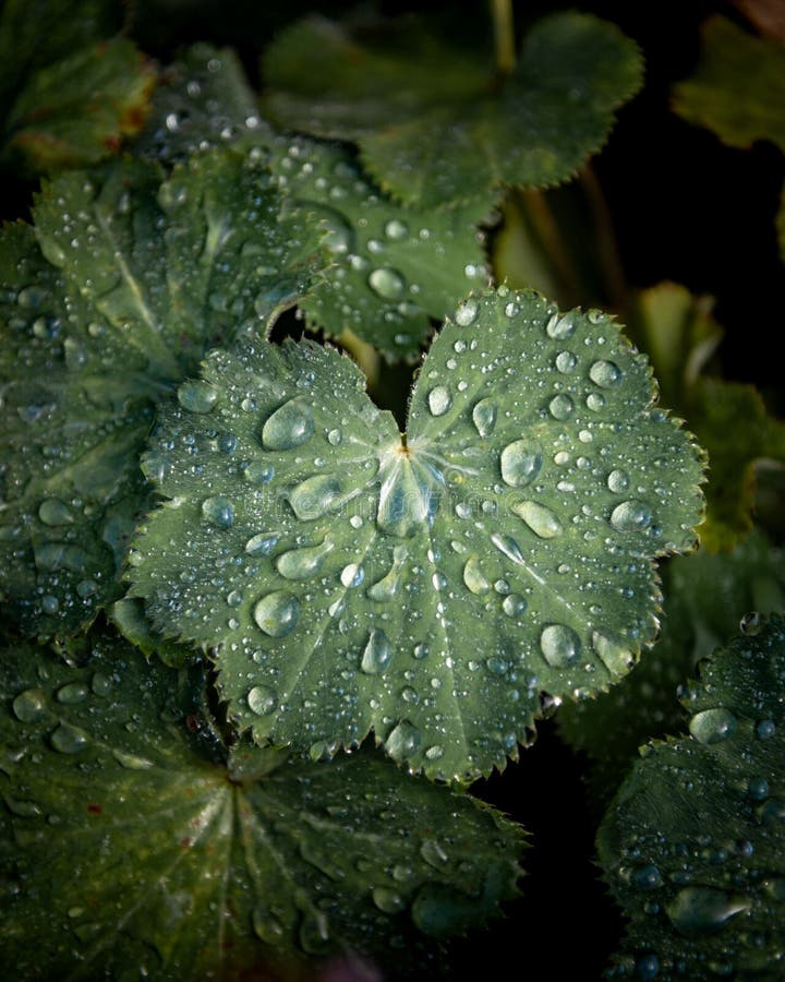 Vertical Macro of Water Drops on the Green Leaves - Environmental ...
