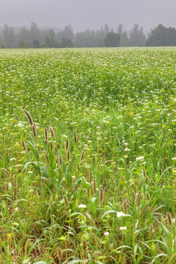 Vertical of Meadow Flowers on a Misty Early Fall Day Stock Image ...