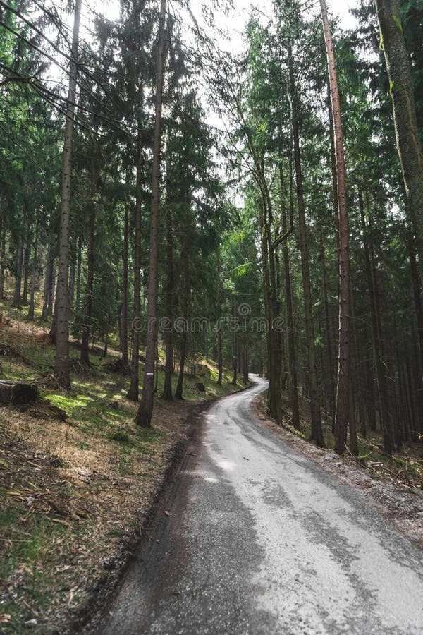 Vertical Mesmerizing Shot of a Beautiful Old Dirt Road in the Deepest ...