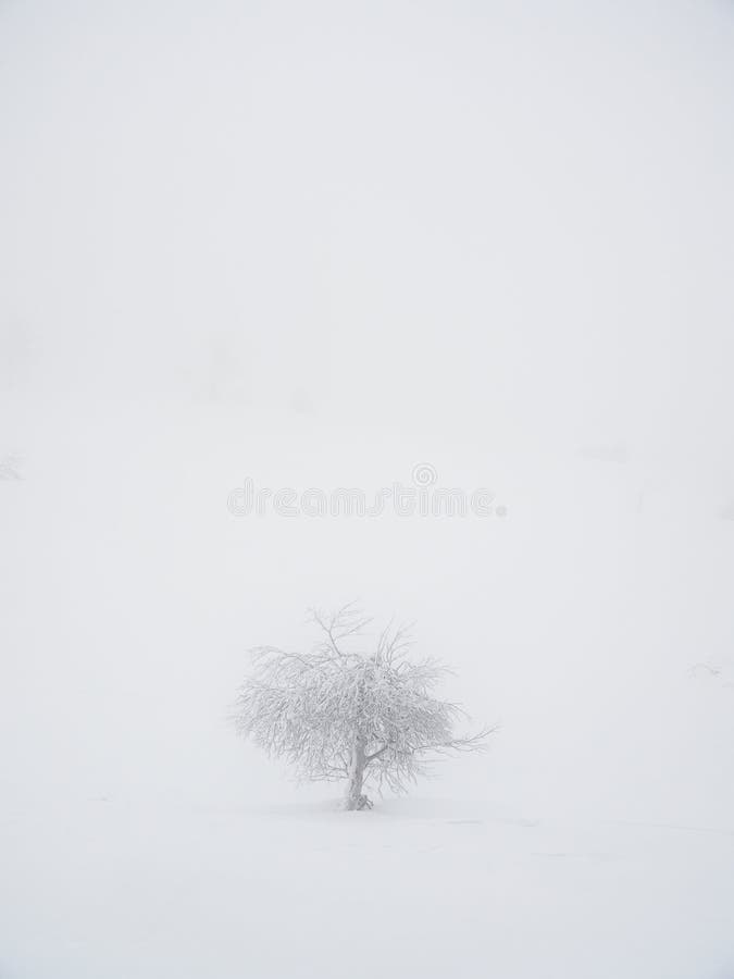 Vertical Minimalistic Background with a Snow-covered Lonely Tree on a ...