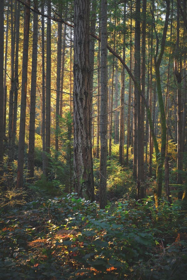 Vertical of Morning Light Passing through Trees. Stock Image - Image of ...