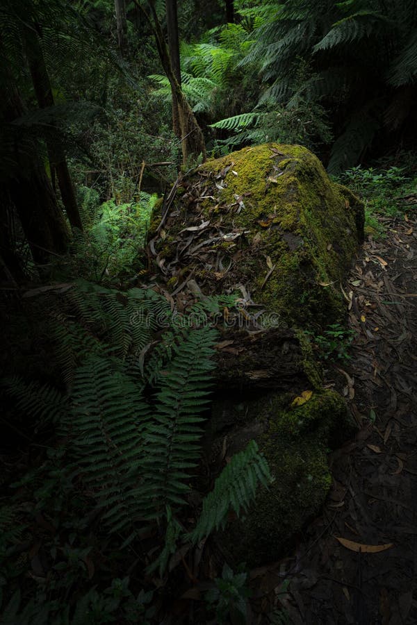 Vertical of a Mossy Rock in a Green Forest in Australia Stock Photo ...