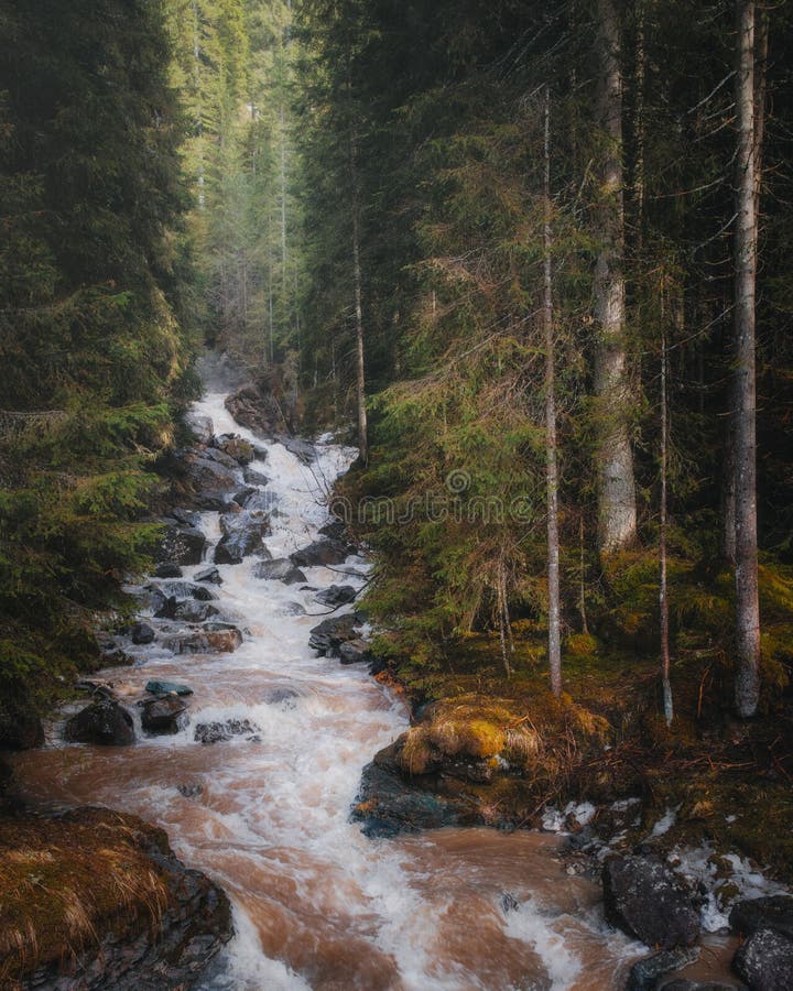 Vertical of Mountain Stream Working Its Way through a Pine Forest in ...