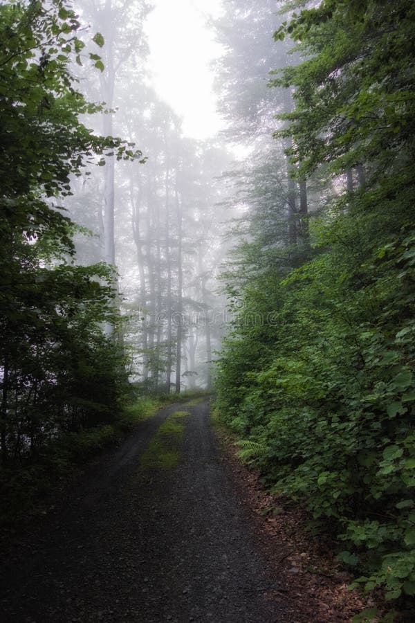 Vertical Mystic Shot of a Wondrous Forest Road Surrounded by Dense ...