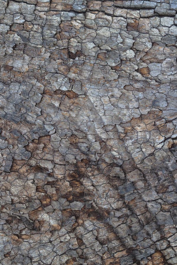 Vertical Natural Tree Bark Texture Backgrond Stock Photo - Image of ...