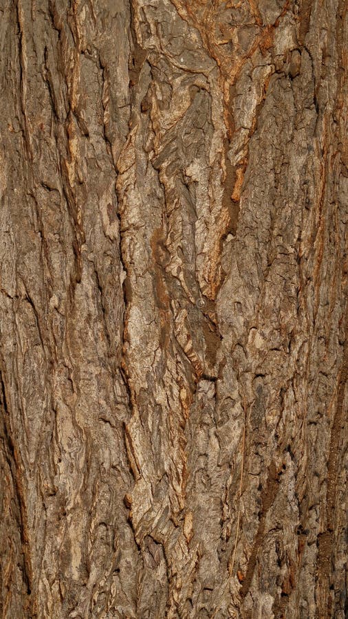 Vertical Natural Tree Bark Texture Backgrond Stock Image - Image of ...