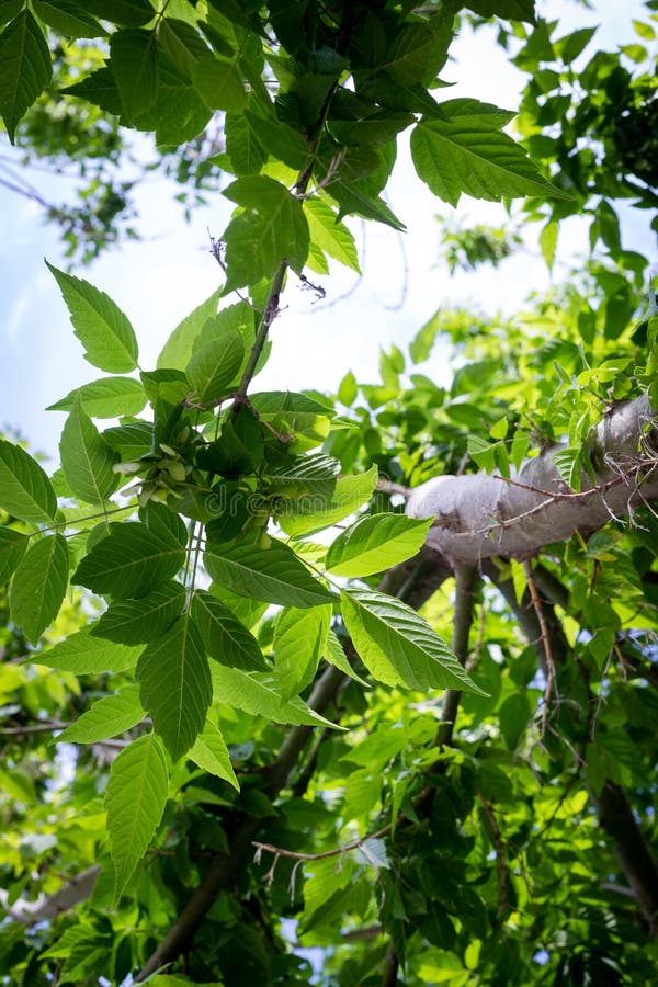 Vertical Natural View from Below on the Sugar Maple Tree with Green ...
