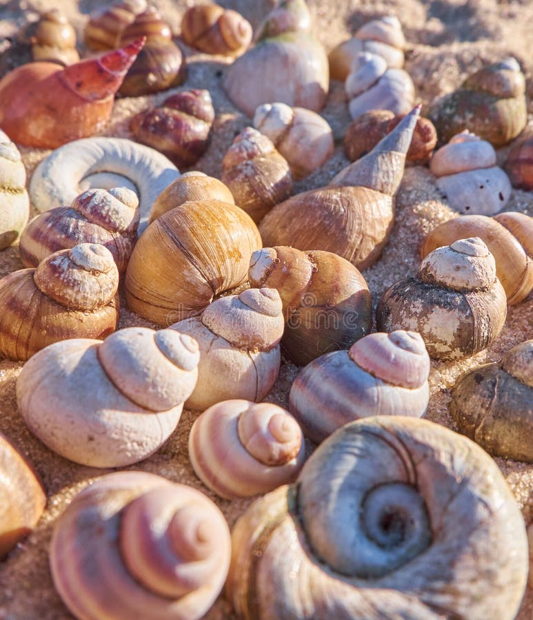 Vertical Nature Background with Seashells Stock Image - Image of nature ...