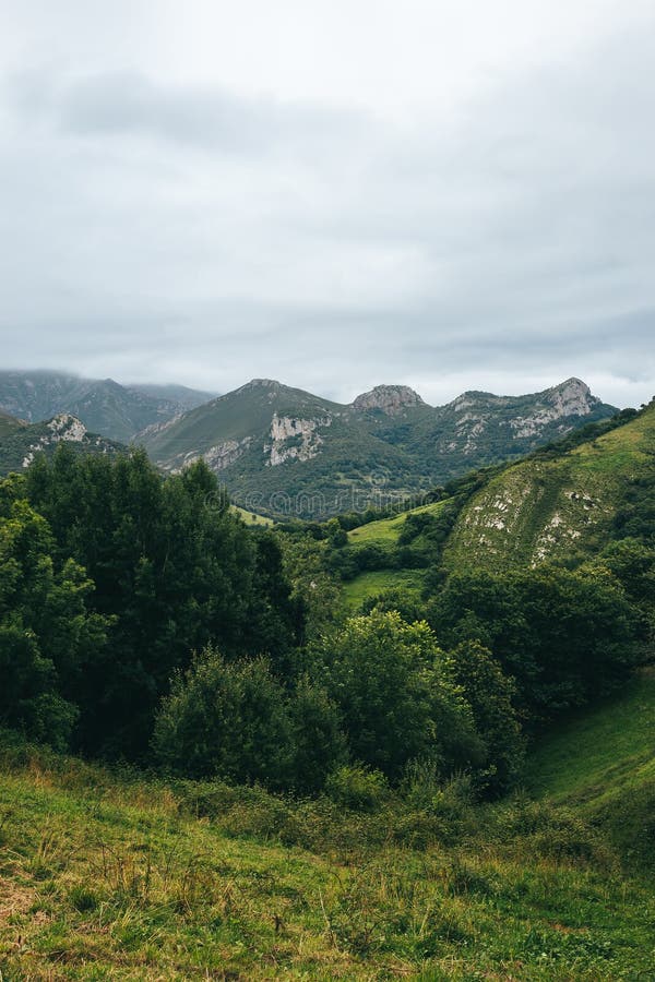 Vertical Nature Landscape of a Lush Green Forest with Trees, Mountains ...